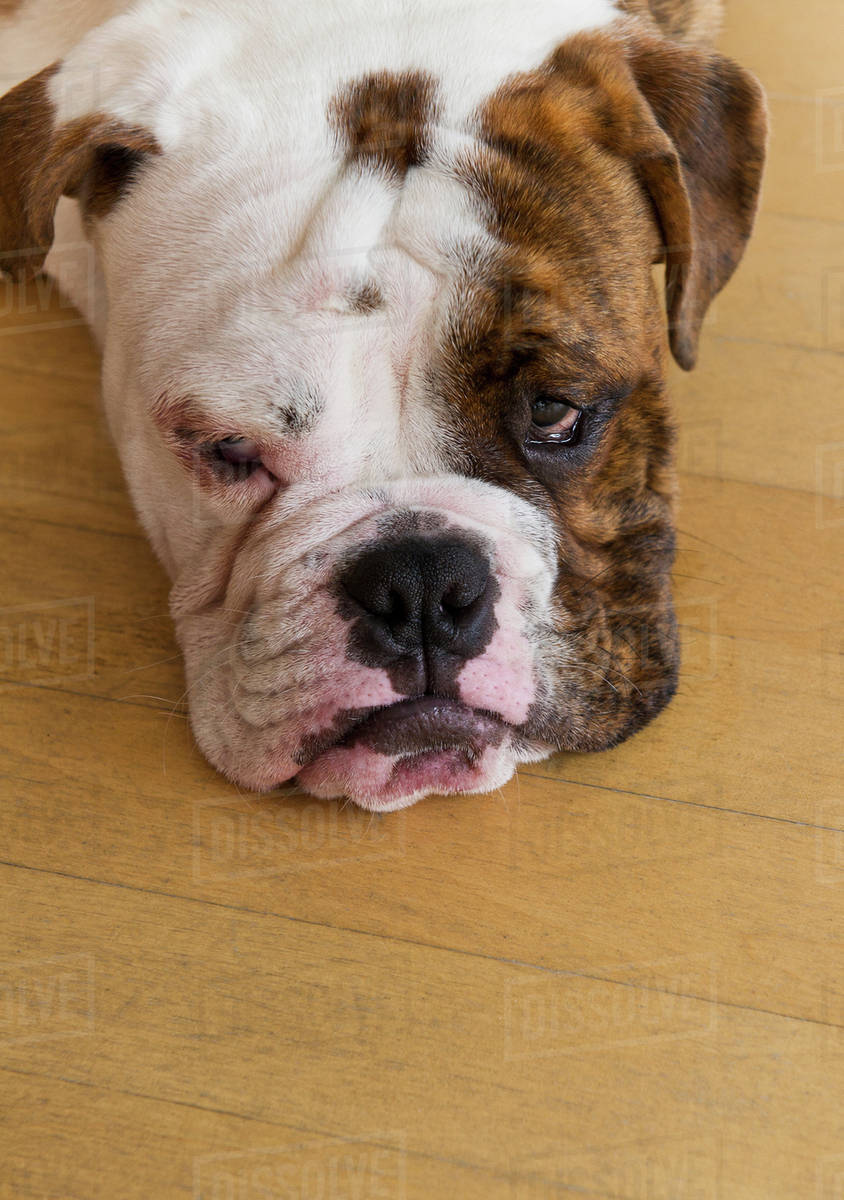 Portrait of bored bulldog pup - Stock Photo - Dissolve