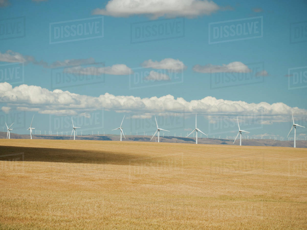USA, Oregon, Wasco, Wheat field and wind farm in bright sunshine under ...