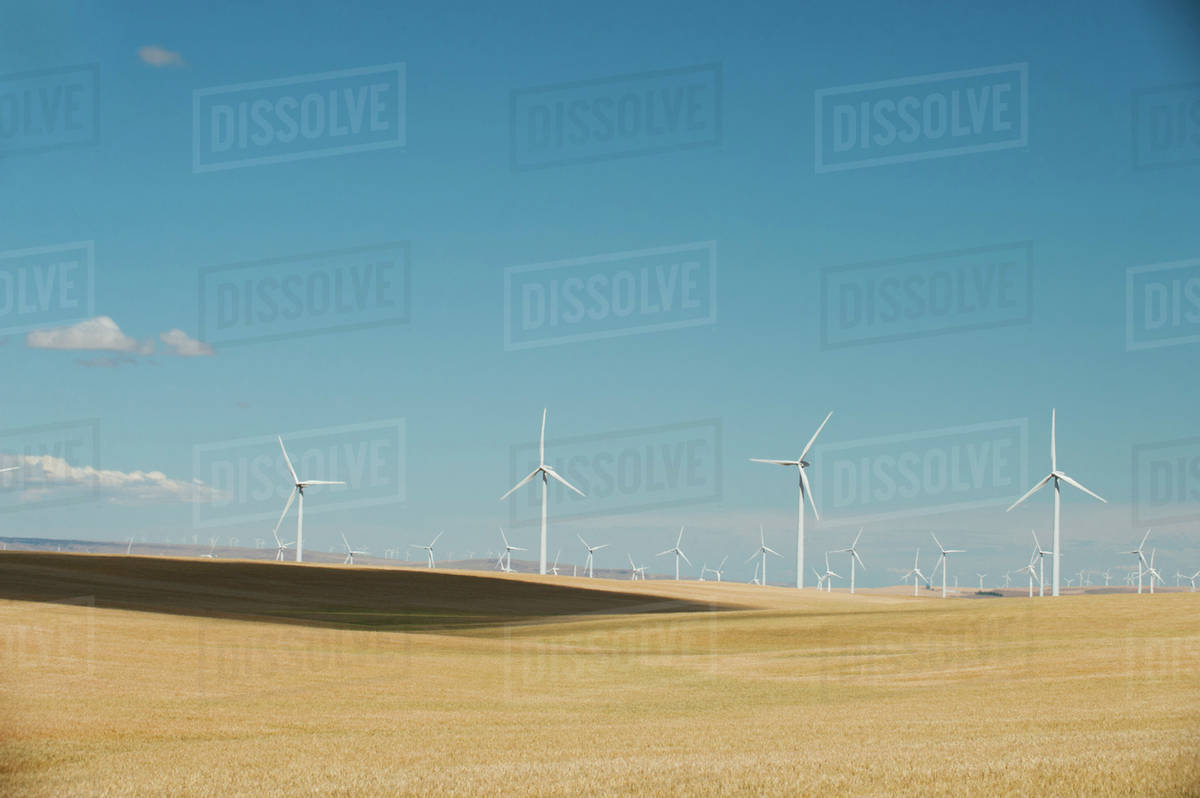 USA, Oregon, Wasco, Wheat field and wind farm in bright sunshine under ...