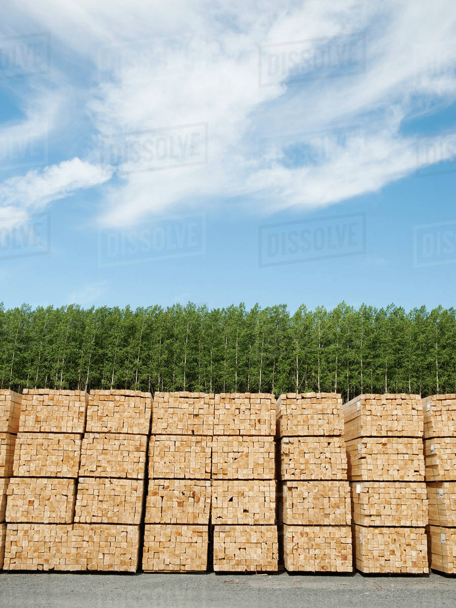 Orderly stacks of timber in timber plantation - Stock Photo - Dissolve