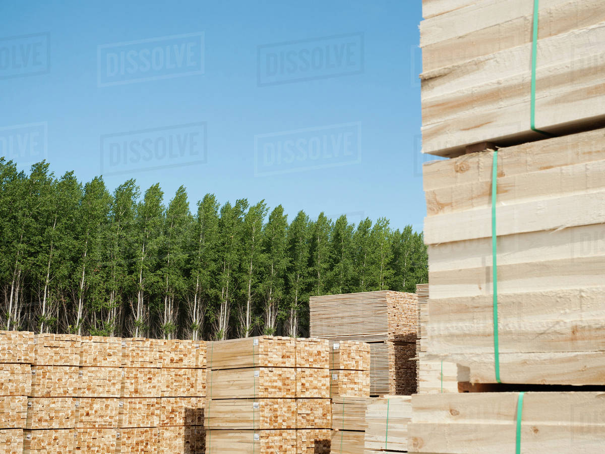 Orderly stacks of timber in tree farm - Royalty-free Stock Photo | Dissolve