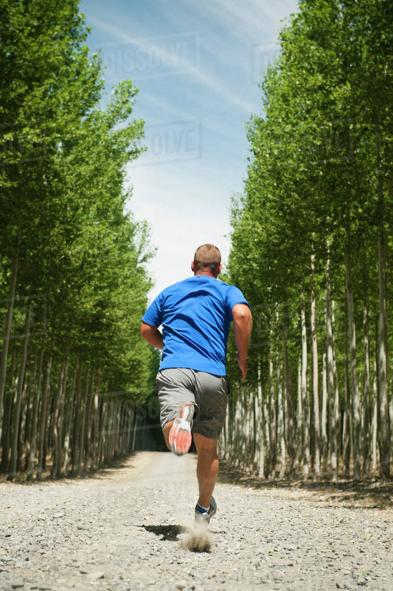 Man running between rows of poplar trees in tree farm - Royalty-free ...