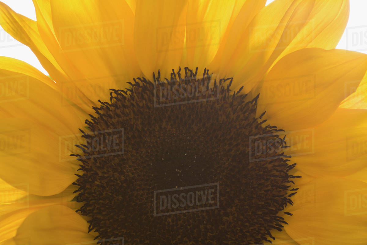 Close-up of sunflower - Royalty-free Stock Photo | Dissolve