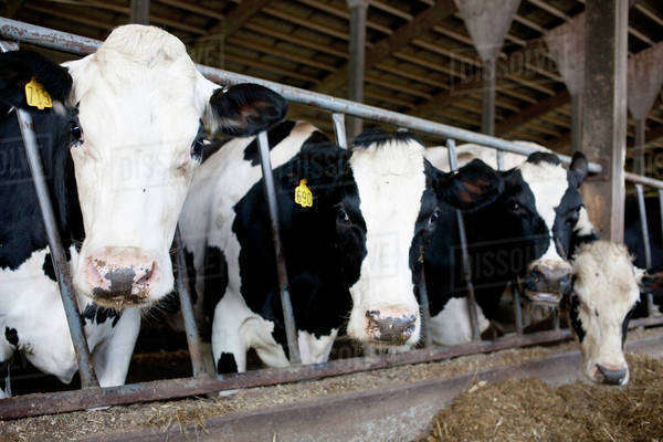 Cows in barn - Royalty-free Stock Photo | Dissolve