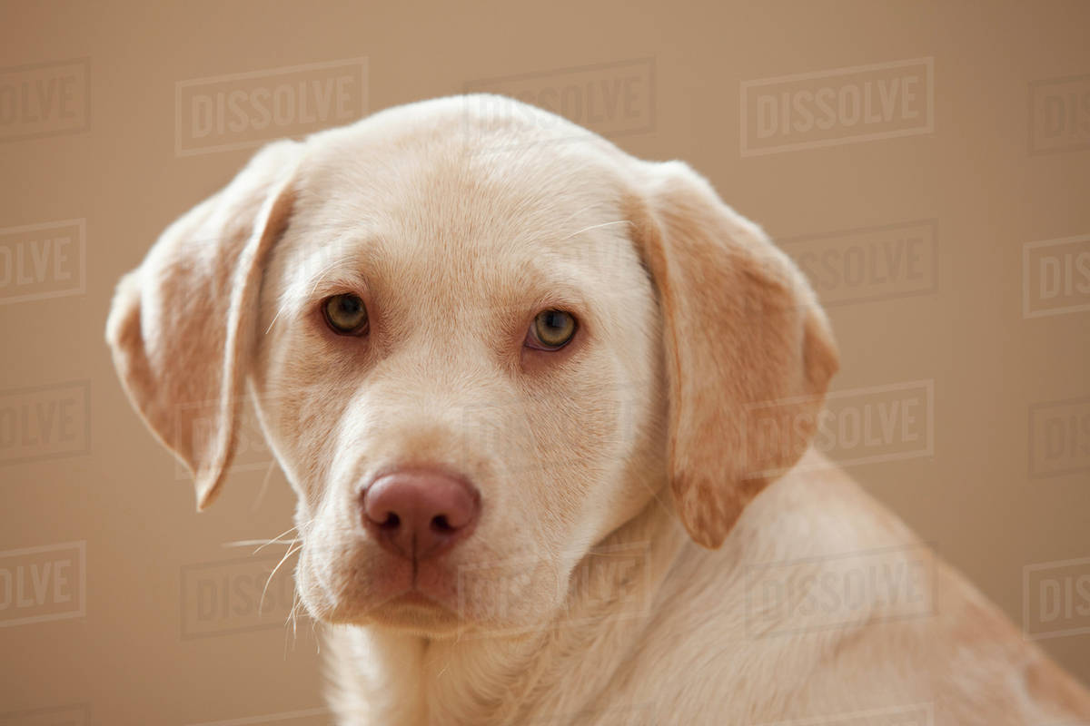 Portrait of Yellow Labrador Retriever - Royalty-free Stock Photo | Dissolve
