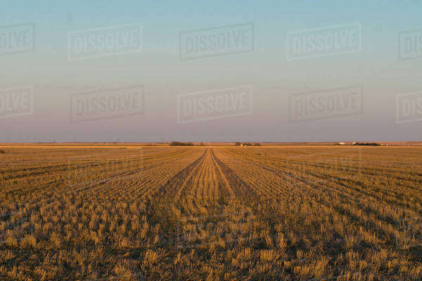 USA, Kansas, field - Royalty-free Stock Photo | Dissolve