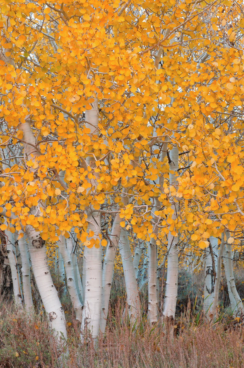 USA, California, Aspen tree trunks - Royalty-free Stock Photo | Dissolve