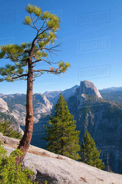 USA, California, pine trees in Yosemite Valley - Stock Photo - Dissolve