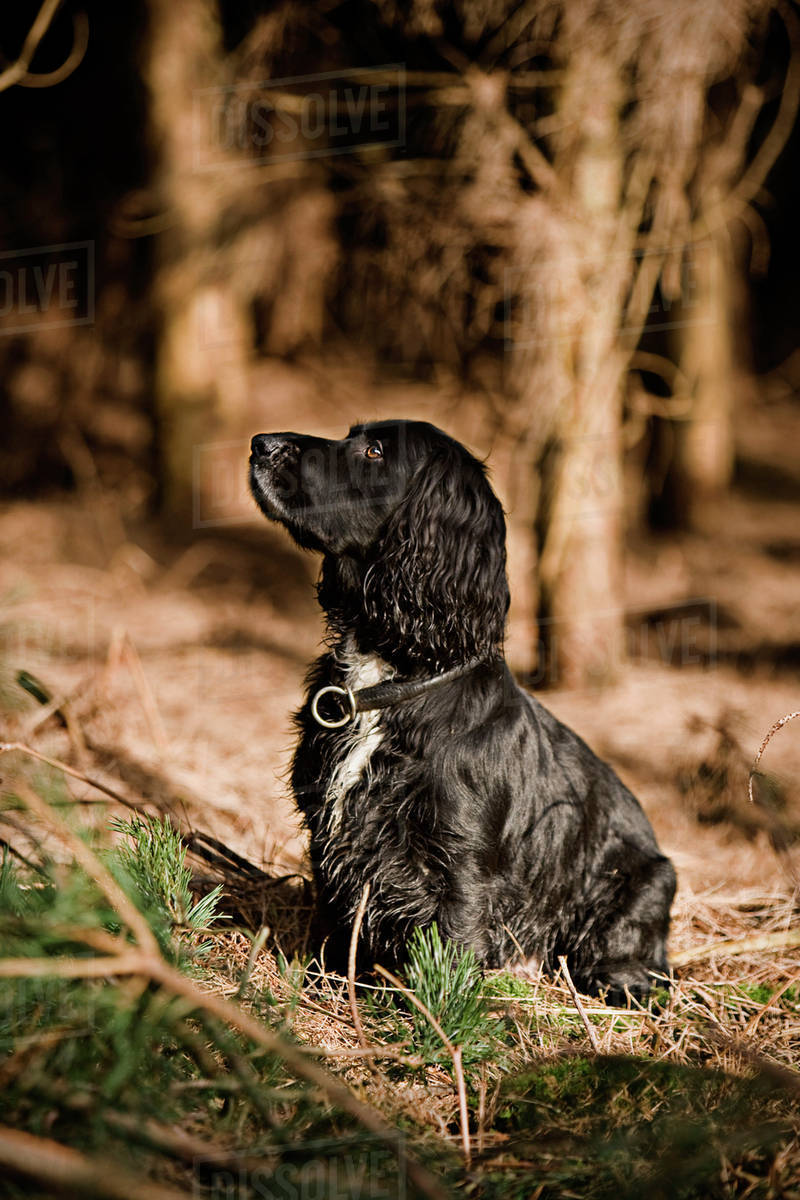 UK, Suffolk, Thetford Forest, Spaniel - Royalty-free Stock Photo | Dissolve