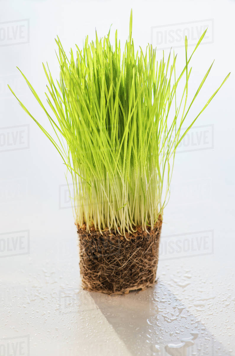Studio Shot of wheatgrass - Royalty-free Stock Photo | Dissolve