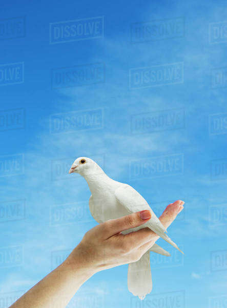 Hand holding dove - Royalty-free Stock Photo | Dissolve