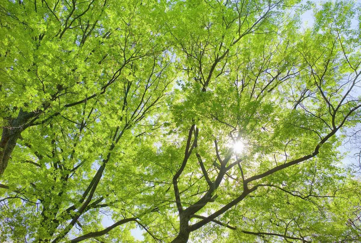 Sunlight shining through tree branches in spring - Royalty-free Stock ...