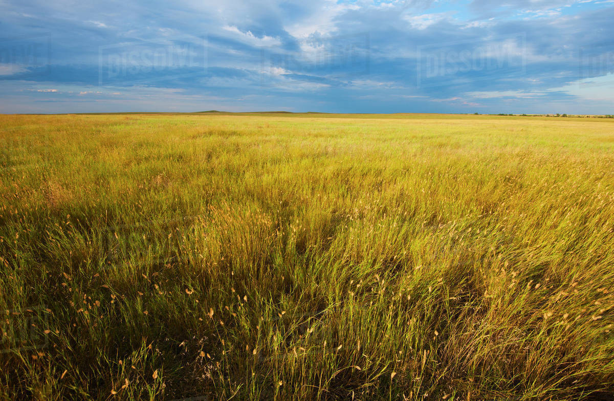 Yellow prairie grass - Royalty-free Stock Photo | Dissolve