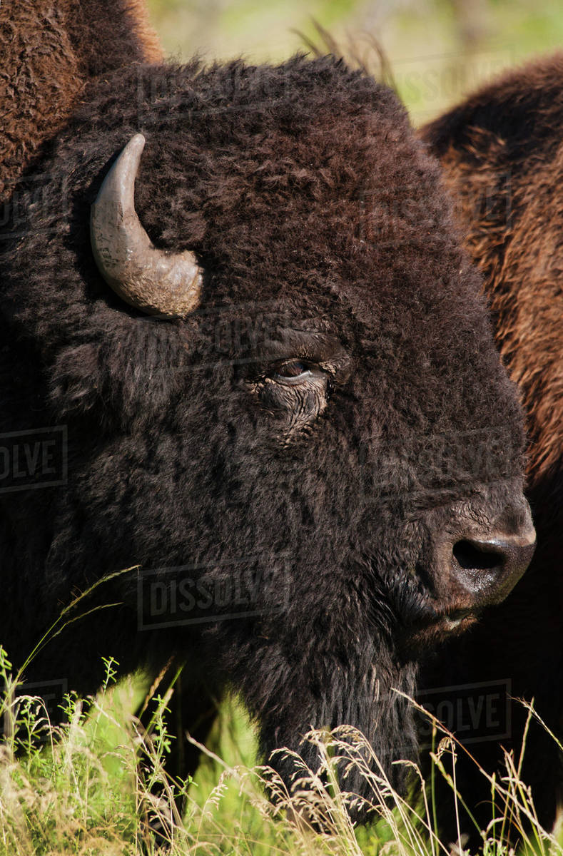 USA, South Dakota, American bison (Bison bison) in Custer State Park ...