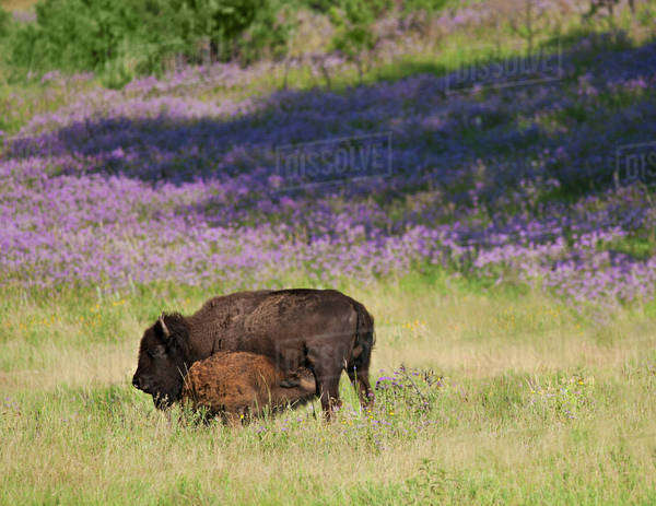 USA, South Dakota, American bison (Bison bison) with suckling calf in ...