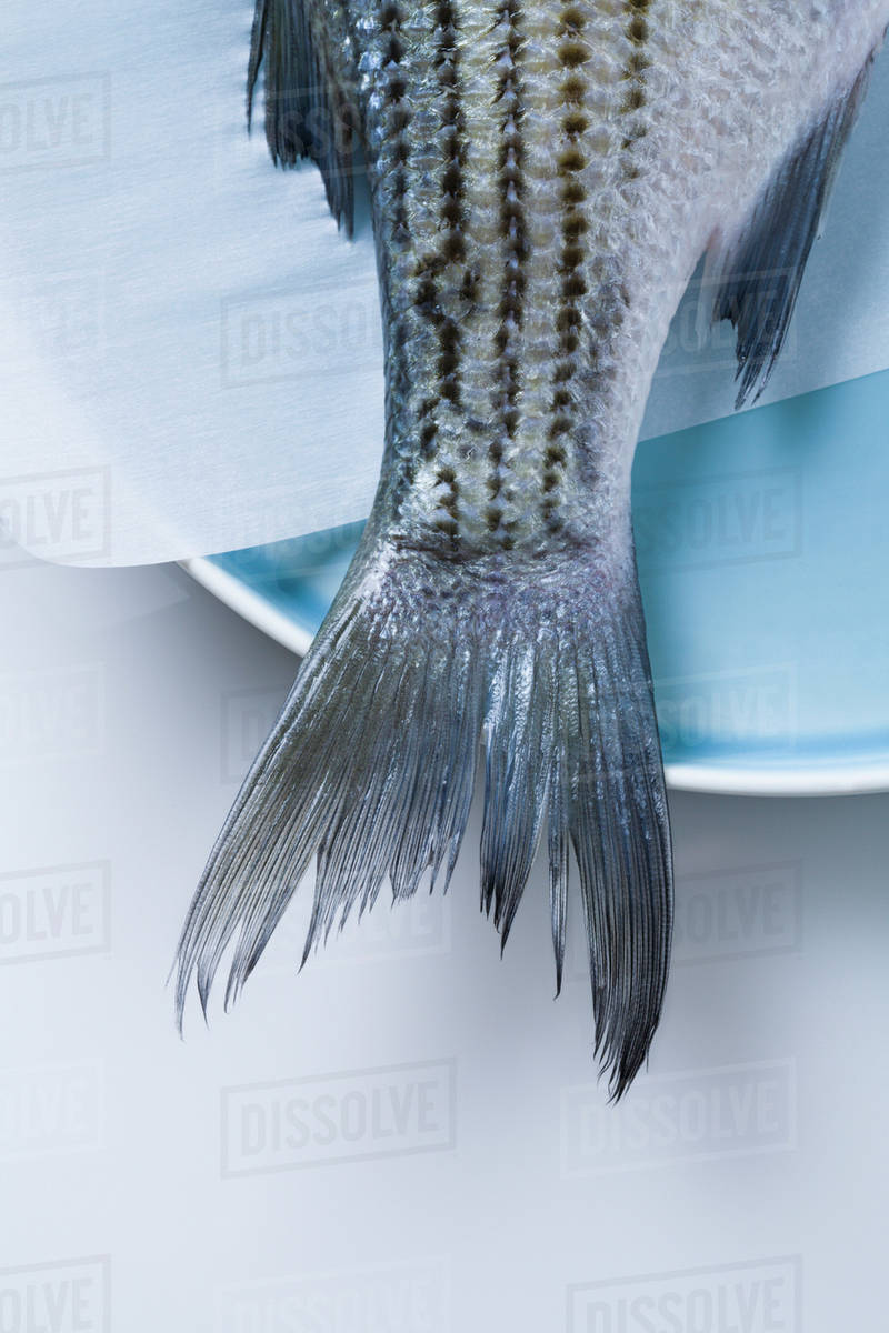 Tail of striped bass fish on plate - Royalty-free Stock Photo | Dissolve