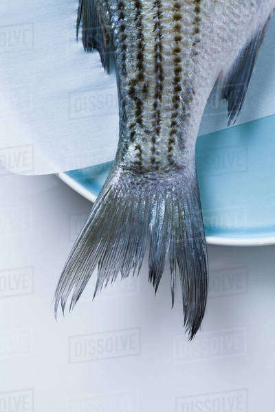 Tail of striped bass fish on plate - Royalty-free Stock Photo | Dissolve