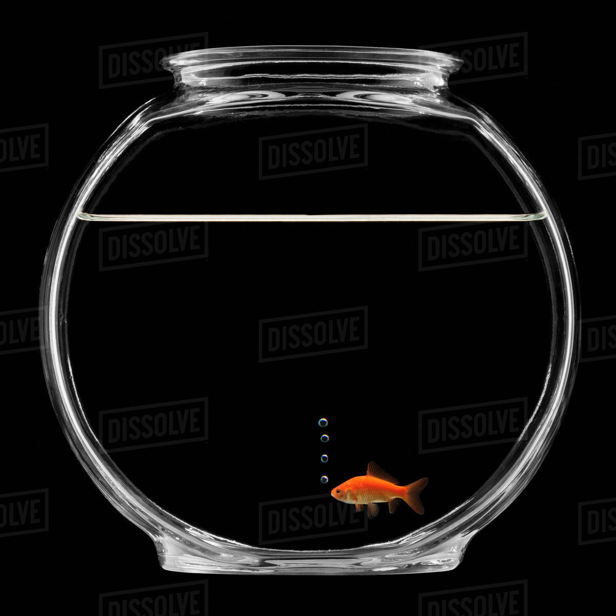 Goldfish in bowl - Royalty-free Stock Photo | Dissolve