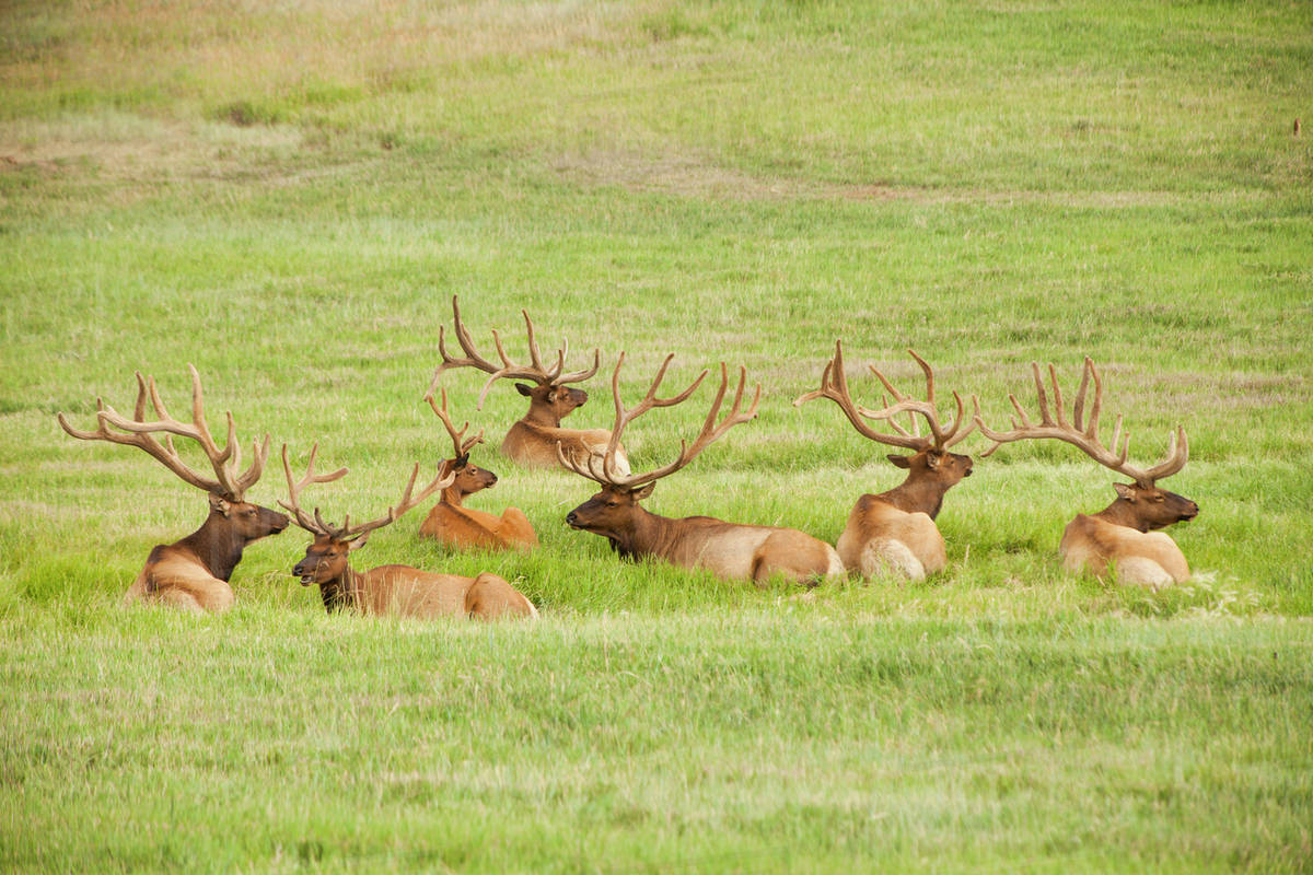 Group of bull Elk (Cervus canadensis) lying in field - Royalty-free ...