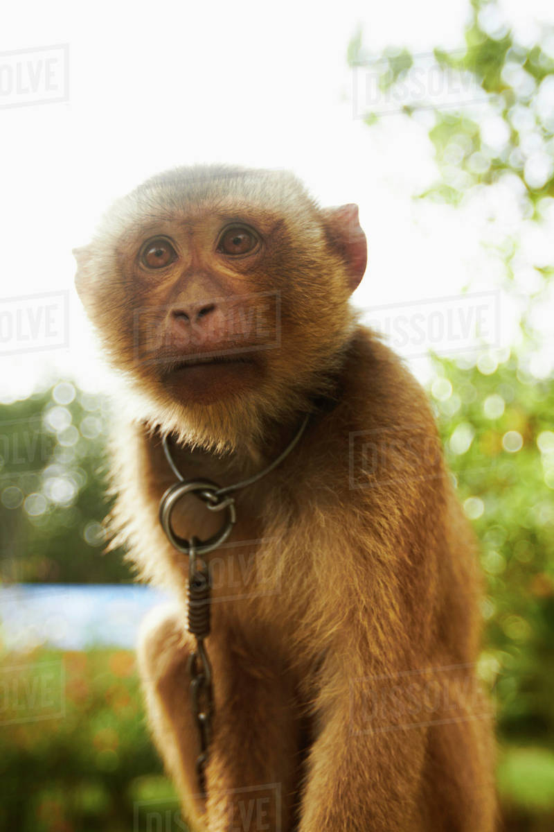 Portrait of young macaque monkey - Royalty-free Stock Photo | Dissolve