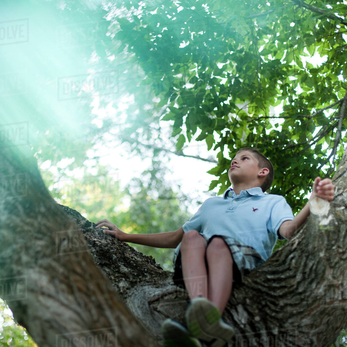 Young boy sitting in a tree - Royalty-free Stock Photo | Dissolve