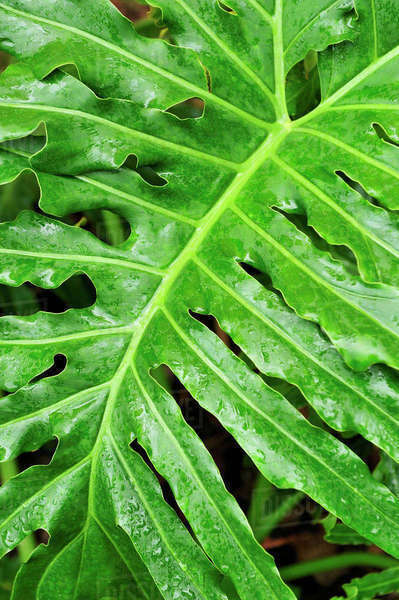 Close up of wet tropical leaf - Stock Photo - Dissolve