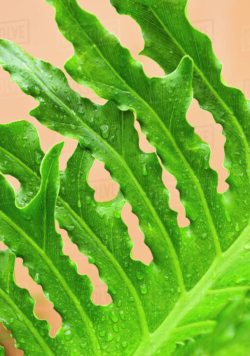 Close up of wet tropical leaf - Royalty-free Stock Photo | Dissolve
