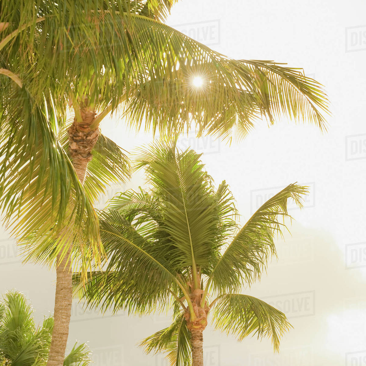 Sunlight on tropical palm trees - Royalty-free Stock Photo | Dissolve