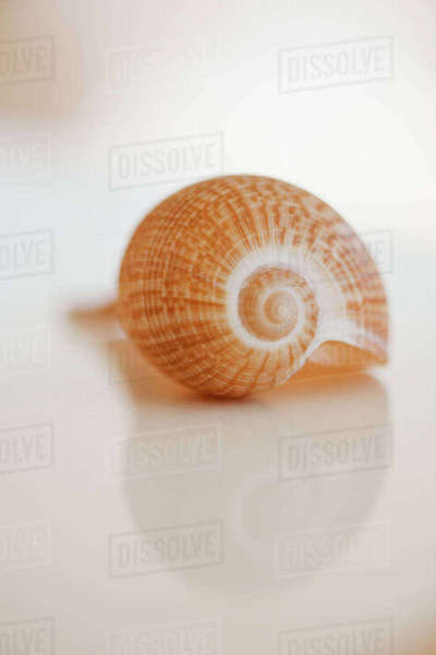 Close up of sea shell - Stock Photo - Dissolve