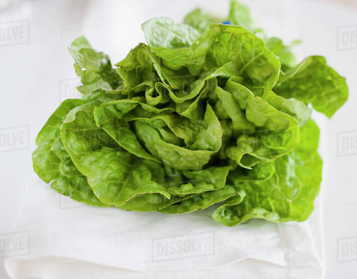 A head of lettuce - Royalty-free Stock Photo | Dissolve