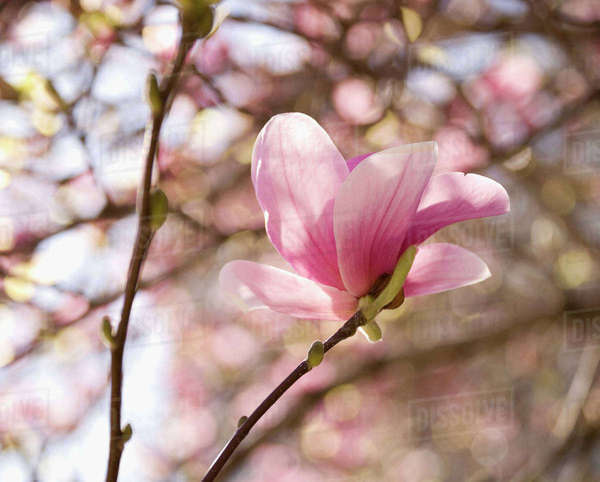 Close up of spring flowers on tree - Royalty-free Stock Photo | Dissolve