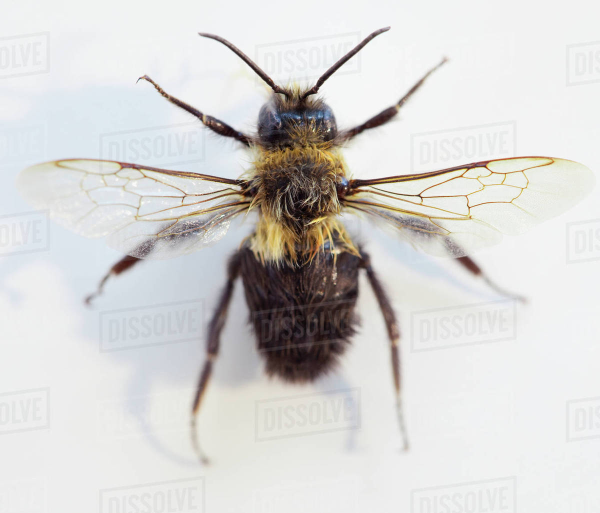 Close up of bee - Stock Photo - Dissolve