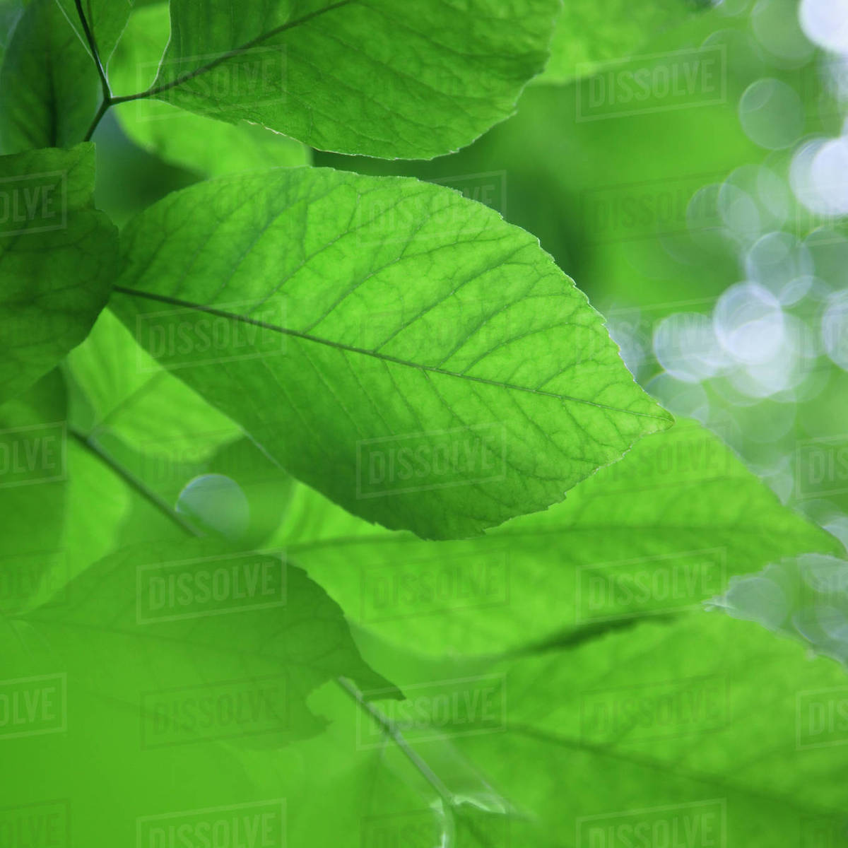 Leaves in sunlight - Stock Photo - Dissolve