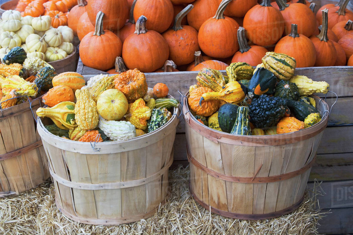 Baskets of assorted gourds and pumpkins - Royalty-free Stock Photo ...
