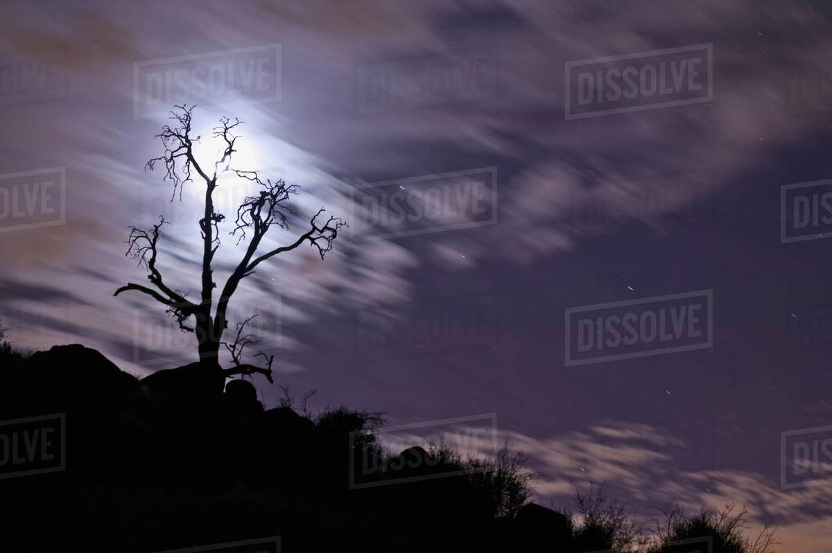 Full moon behind bare tree - Royalty-free Stock Photo | Dissolve