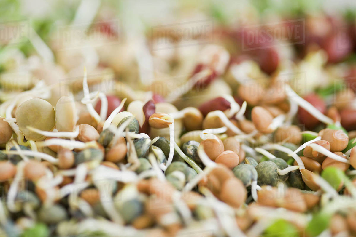 Bean sprouts - Stock Photo - Dissolve