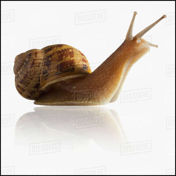 Snail with head out of shell - Stock Photo - Dissolve