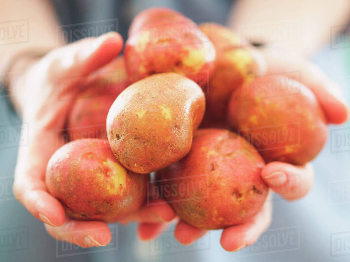 Woman holding potatoes - Royalty-free Stock Photo | Dissolve