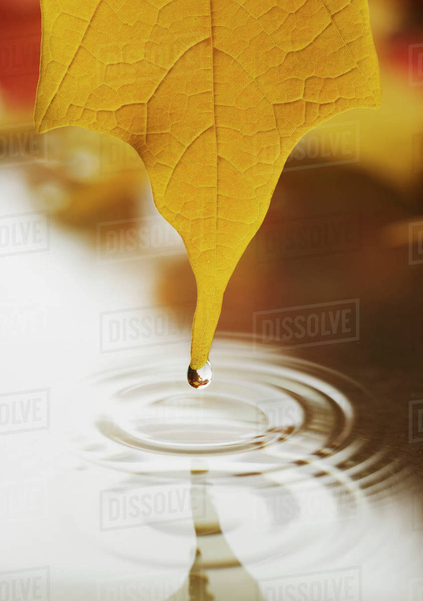 Wet leaf dripping into water - Royalty-free Stock Photo | Dissolve