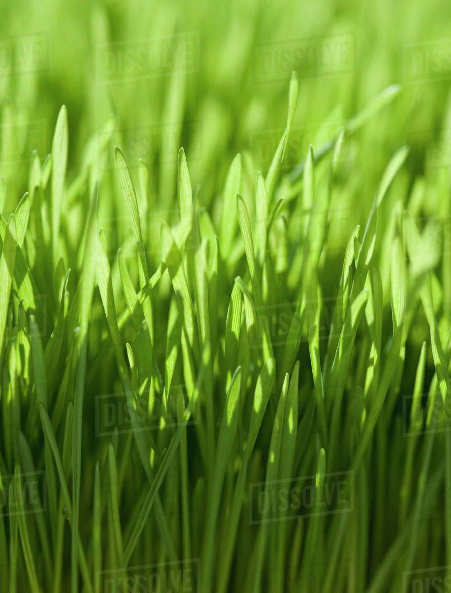 Close up of grass - Royalty-free Stock Photo | Dissolve
