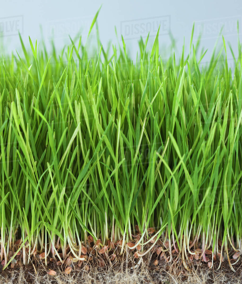 Close up of grass - Royalty-free Stock Photo | Dissolve