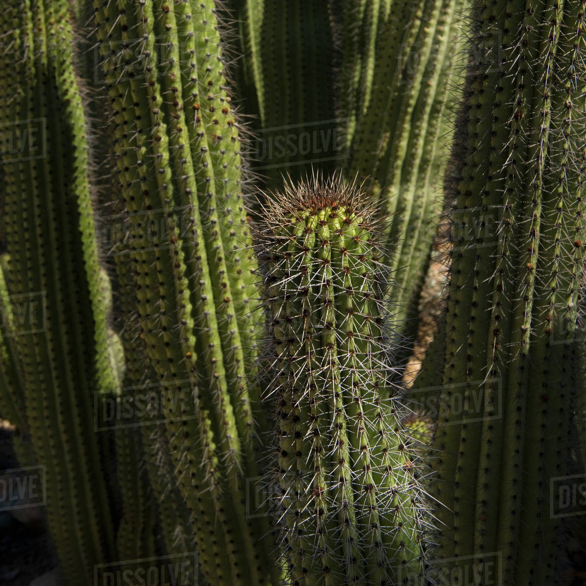 Cardon Cactus - Royalty-free Stock Photo | Dissolve