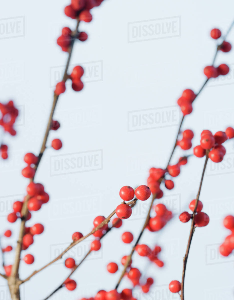 Close up of berries on branches - Royalty-free Stock Photo | Dissolve