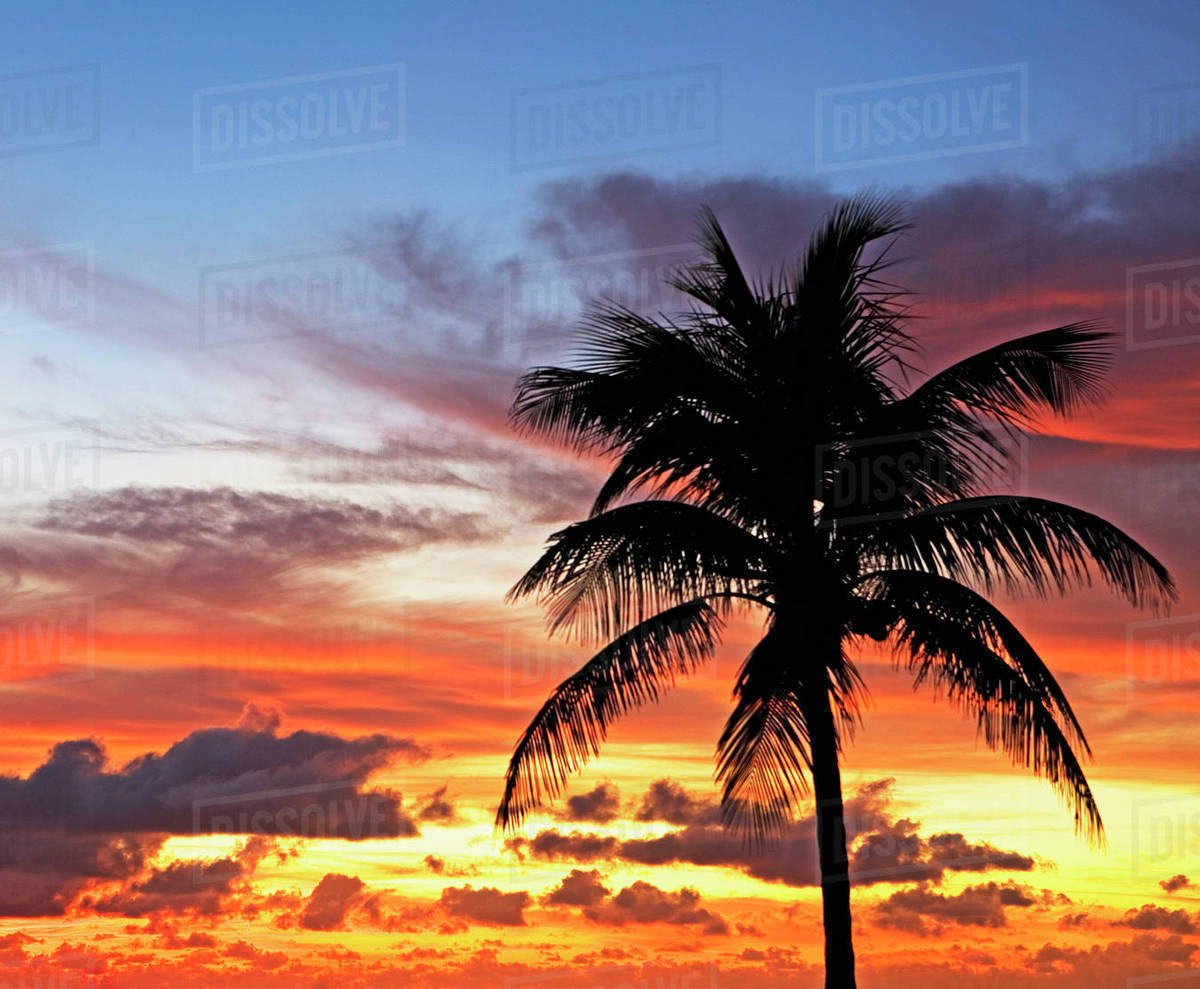 Palm tree in sunrise/sunset - Royalty-free Stock Photo | Dissolve