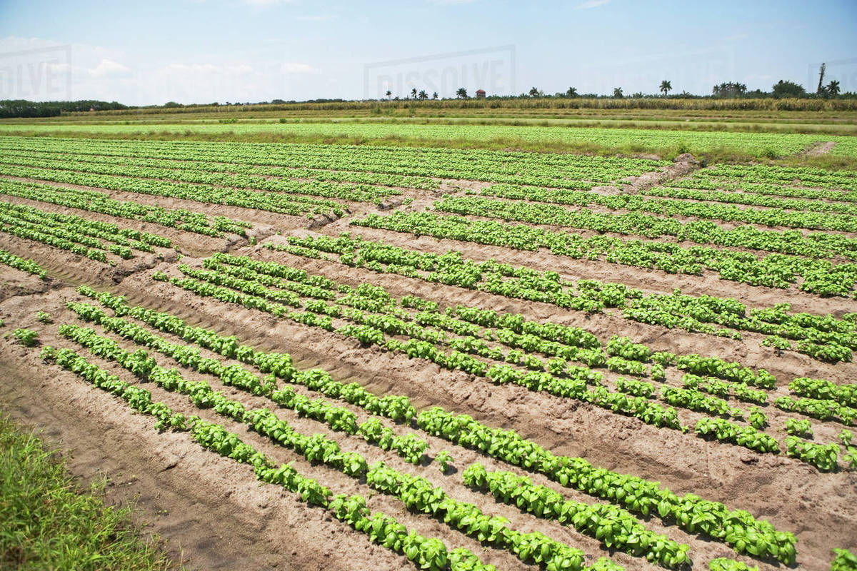High angle view of basil farm, Florida, United States - Royalty-free ...