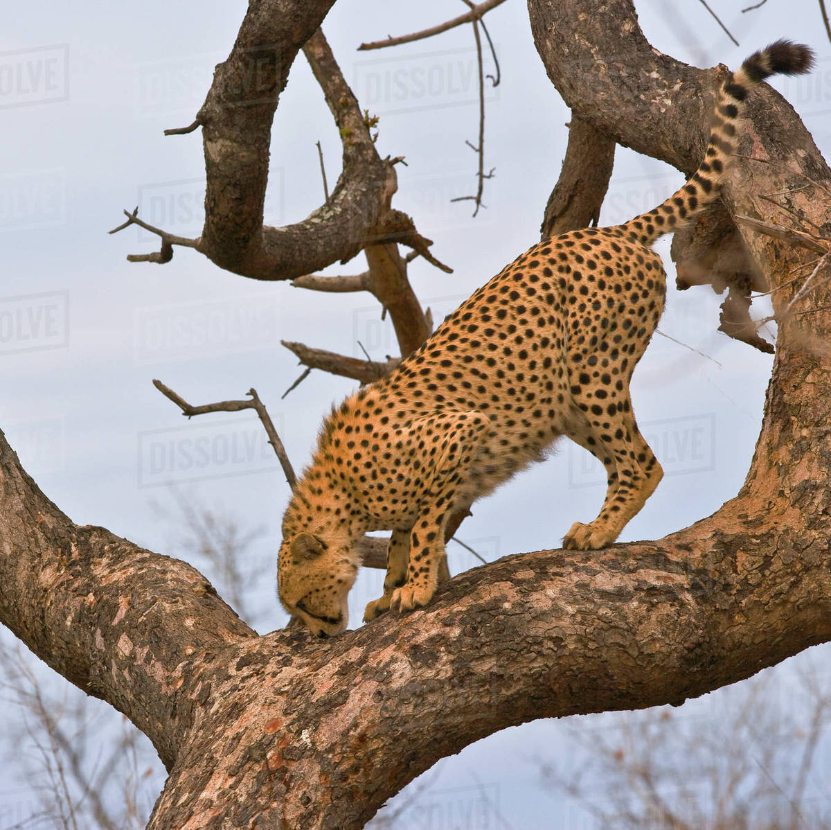 Cheetah in tree, Greater Kruger National Park, South Africa - Stock ...