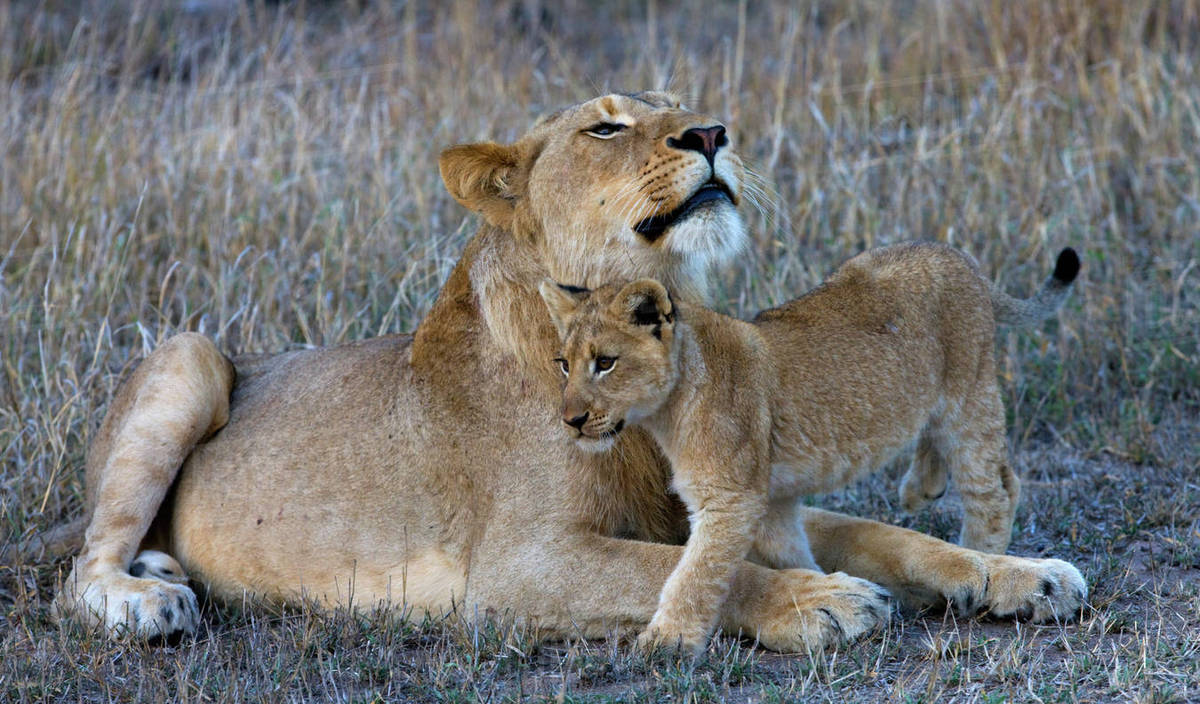 Female lion with cub - Stock Photo - Dissolve