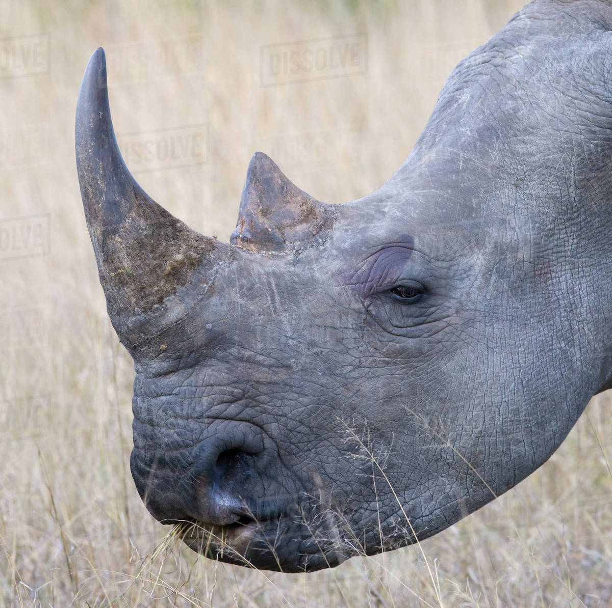 Close up of rhinoceros - Stock Photo - Dissolve
