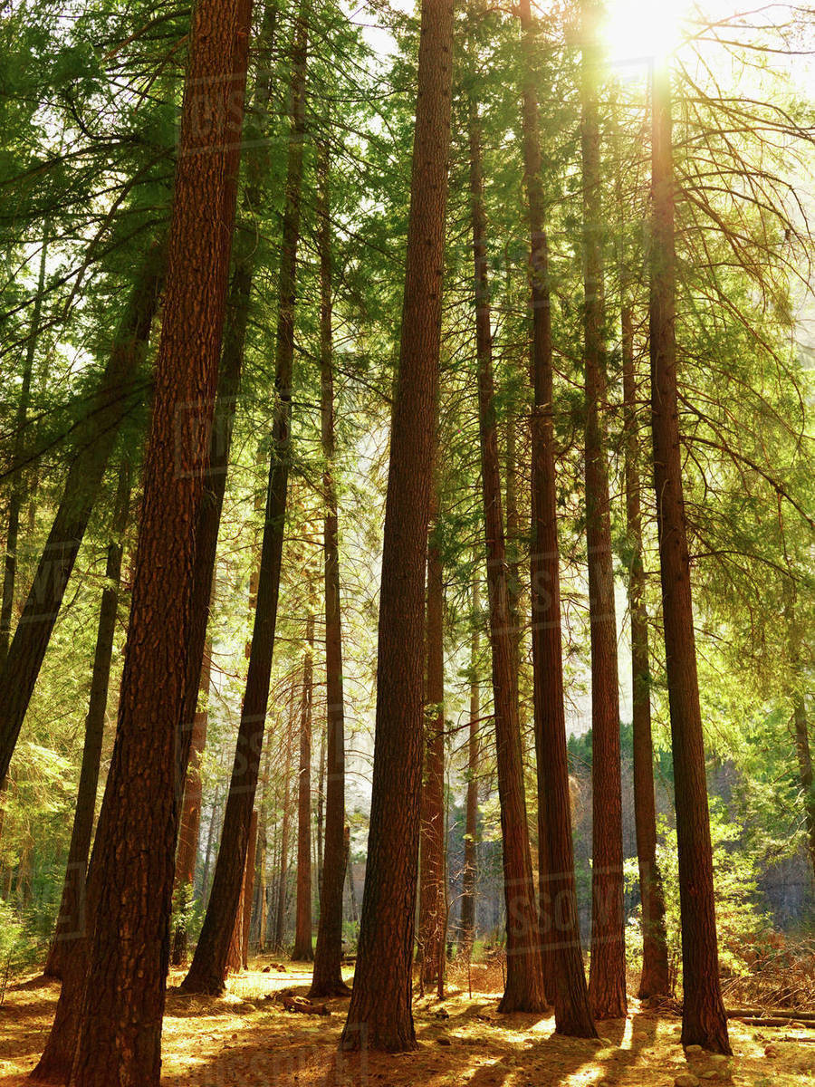 Tranquil forest scene - Royalty-free Stock Photo | Dissolve