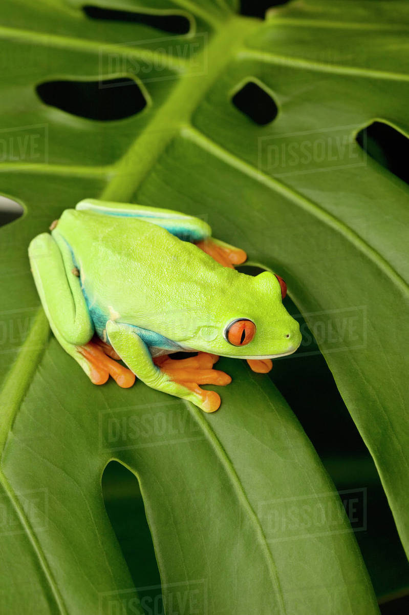 Tree frog on leaf - Royalty-free Stock Photo | Dissolve